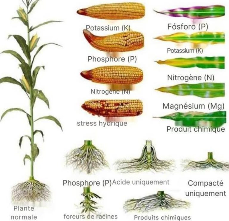 Visual guide to the impact of nutritional deficiencies and adverse ...